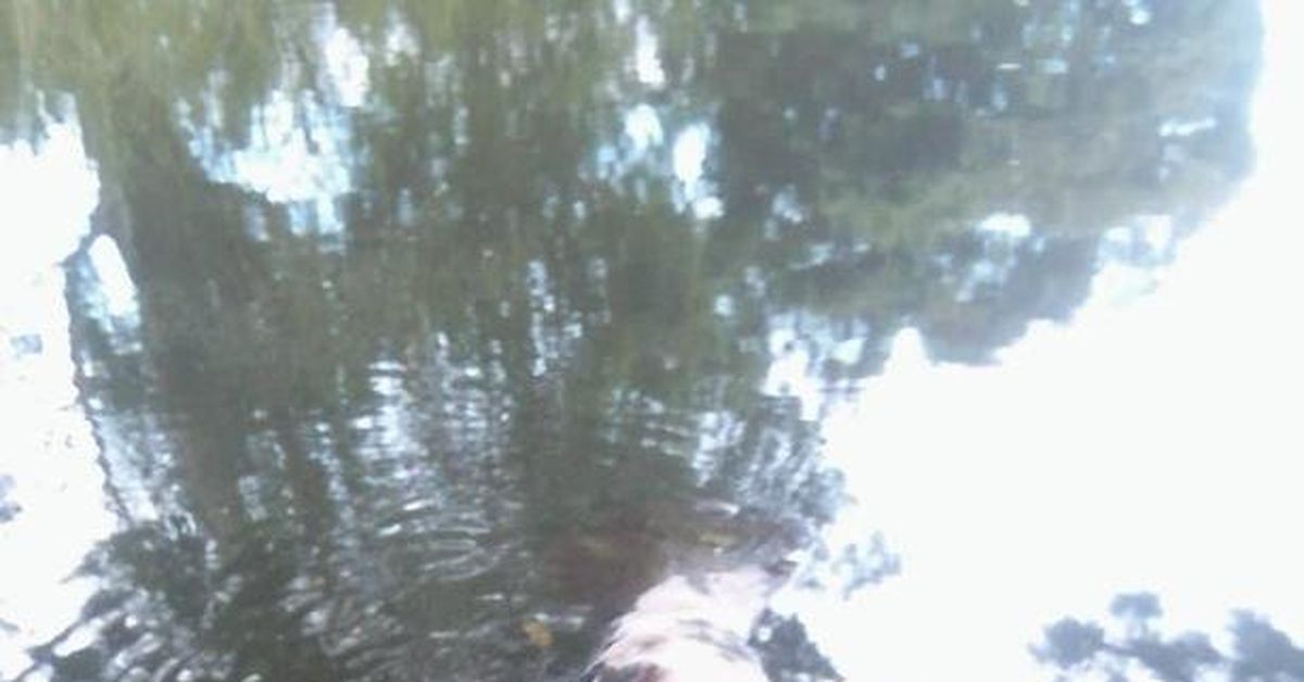 Reportan nueva muerte de manatí en humedal de Changuinola - Fauna | Tvn ...