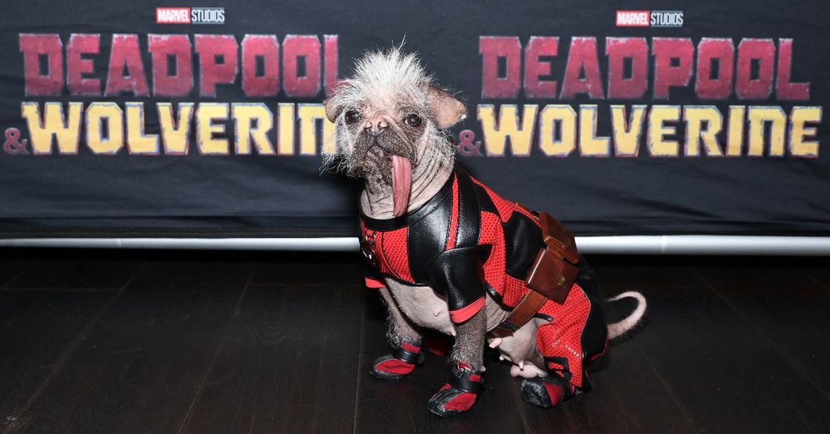 Peggy, la perrita fea de Deadpool ganó un Oscar canino - Show TVN | Tvn ...