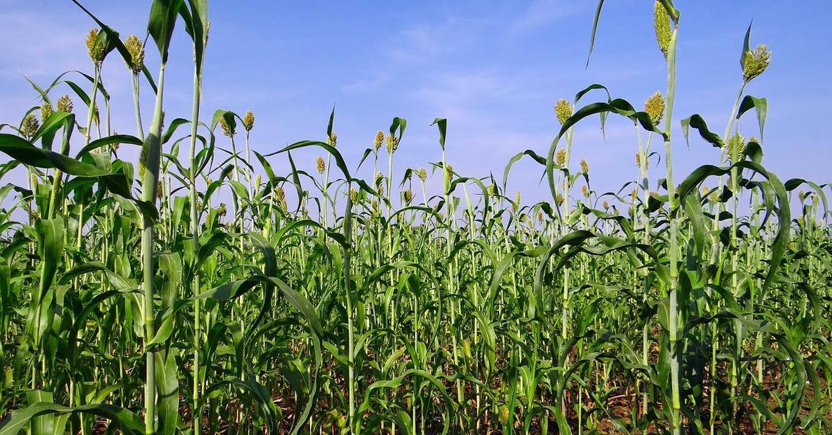 Agricultura en Panamá: ¿Qué se produce en Chiriquí y por qué es tan ...