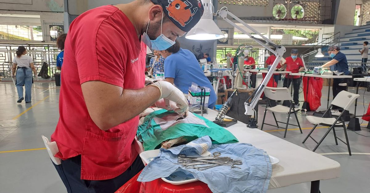 Jornada de esterilización 'Michi Fest' reunió a cientos de gatos en ...