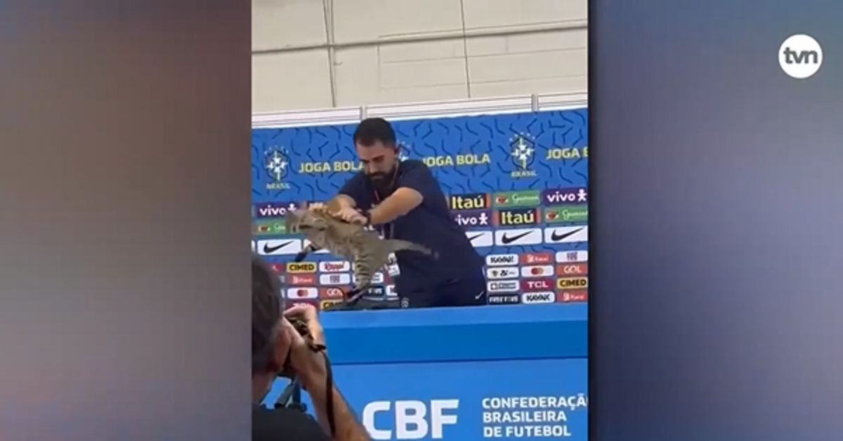 Copa Mundial Catar: Brasil: Un gato revolucionó la conferencia de ...