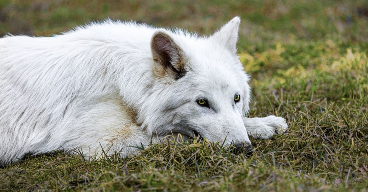 ¡Vuelve el lobo terrible! Clonan tres ejemplares de esta especie ...