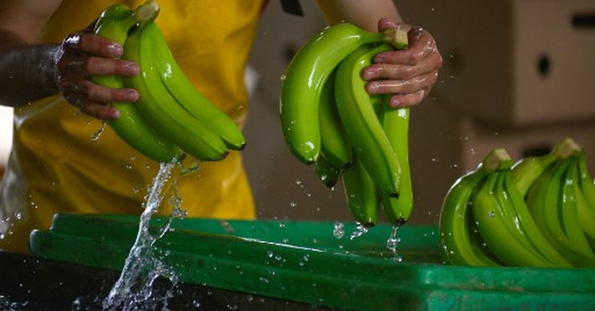 Exportaciones en Panamá: Banano es líder en exportaciones durante el ...