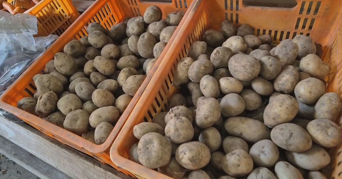 Productores de Chiriquí garantizan suficiente abastecimiento de ...