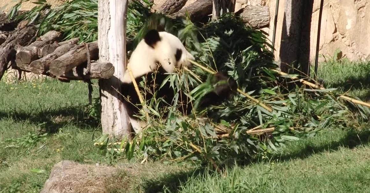 Videos de Noticias | TVN Panamá