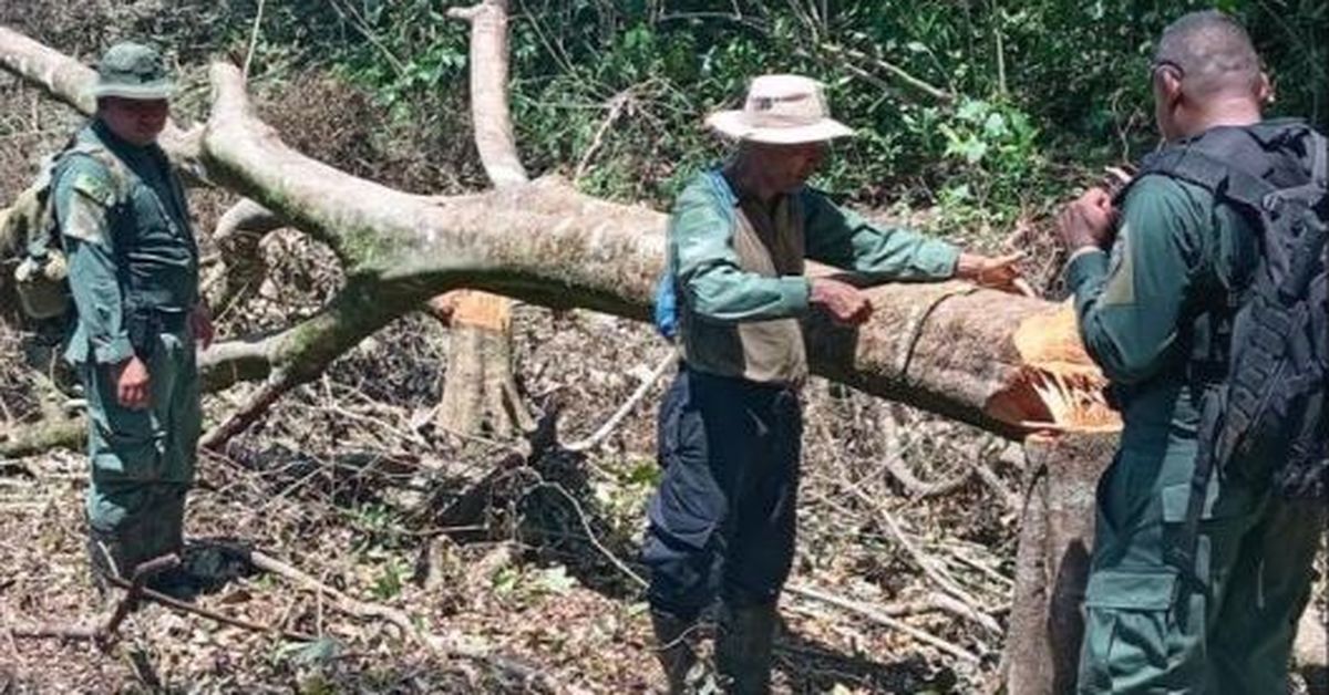 MiAmbiente detecta tala ilegal dentro de límites del parque Omar ...