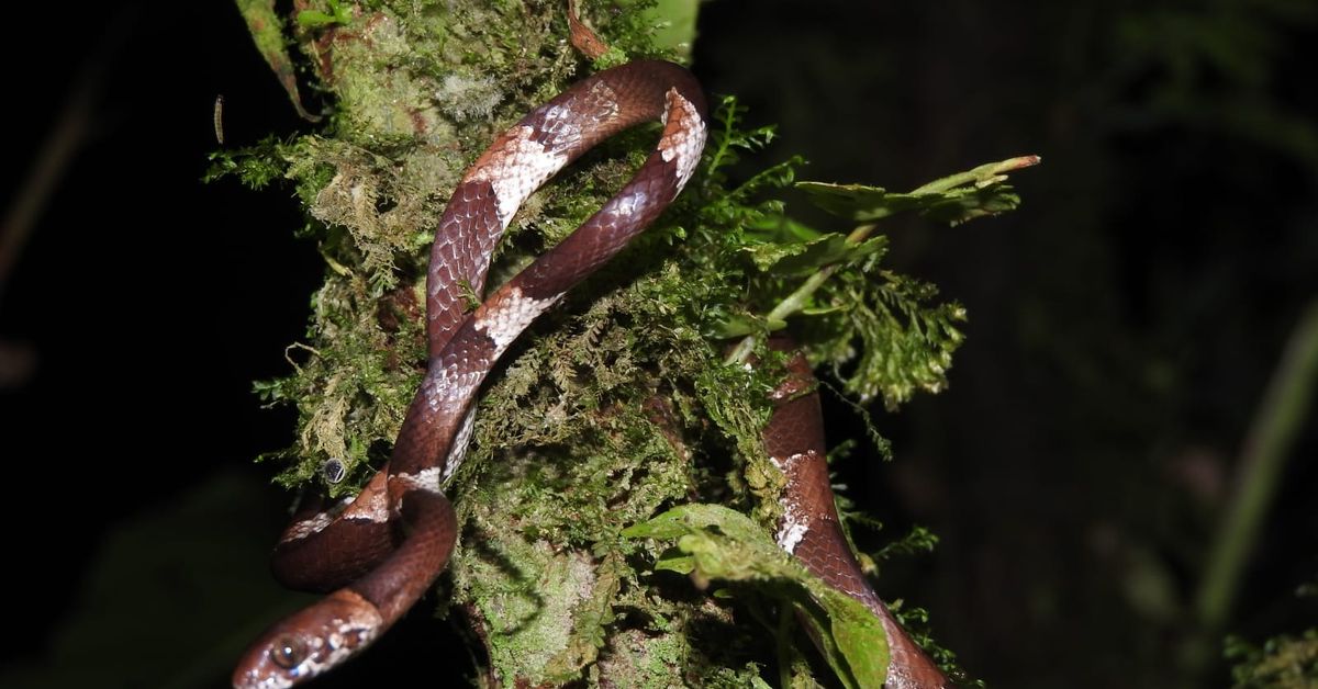 Nueva Serpiente: Panamá descubre a la 'caracolera escondida', nueva ...