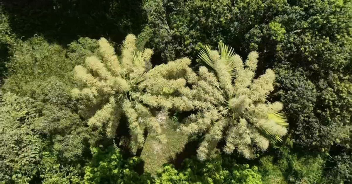 Vídeo | Mundo Verde: palma Talipot - Mundo Verde | Tvn Panamá