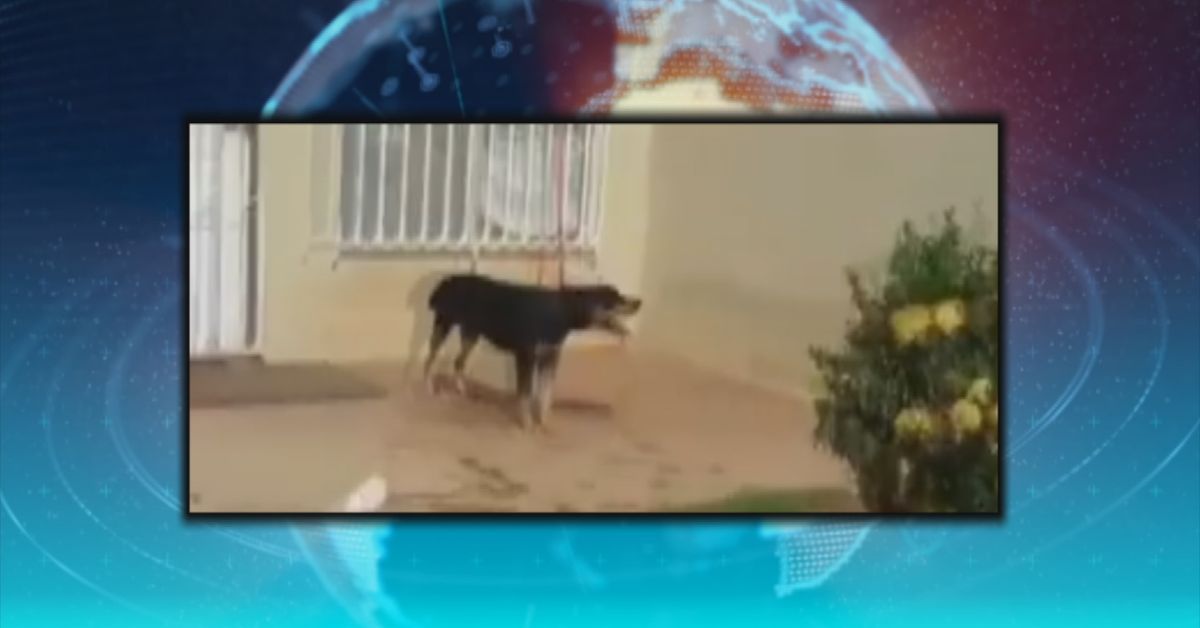 Rocco, el perro que desató el debate sobre maltrato animal en Panamá ...