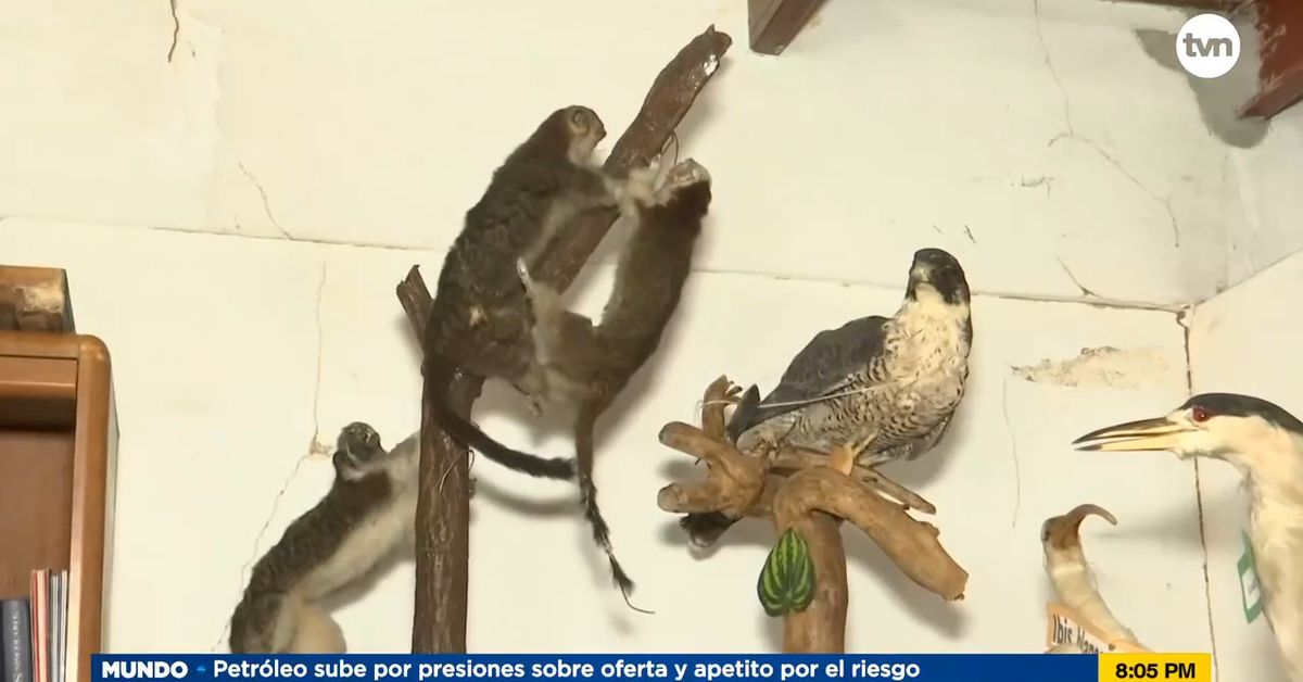 Vídeo | Mundo Verde: La Taxidermia - Mundo Verde | Tvn Panamá