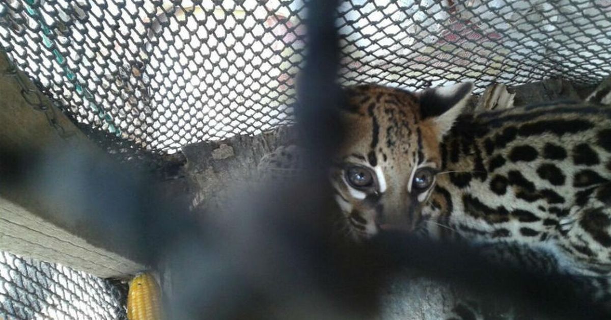Rescatan ocelote en la provincia de Herrera - Nacionales | Tvn Panamá