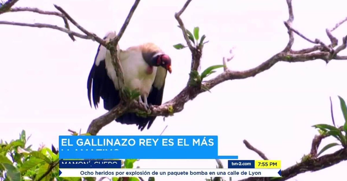 Vídeo | Mundo Verde: El gallinazo rey - Mundo Verde | Tvn Panamá