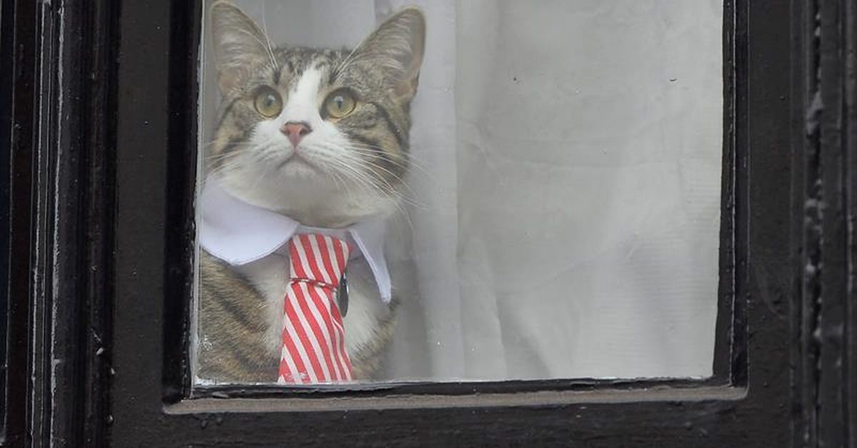 James, el tierno gato con corbata que acompaña a Julian Assange - De ...
