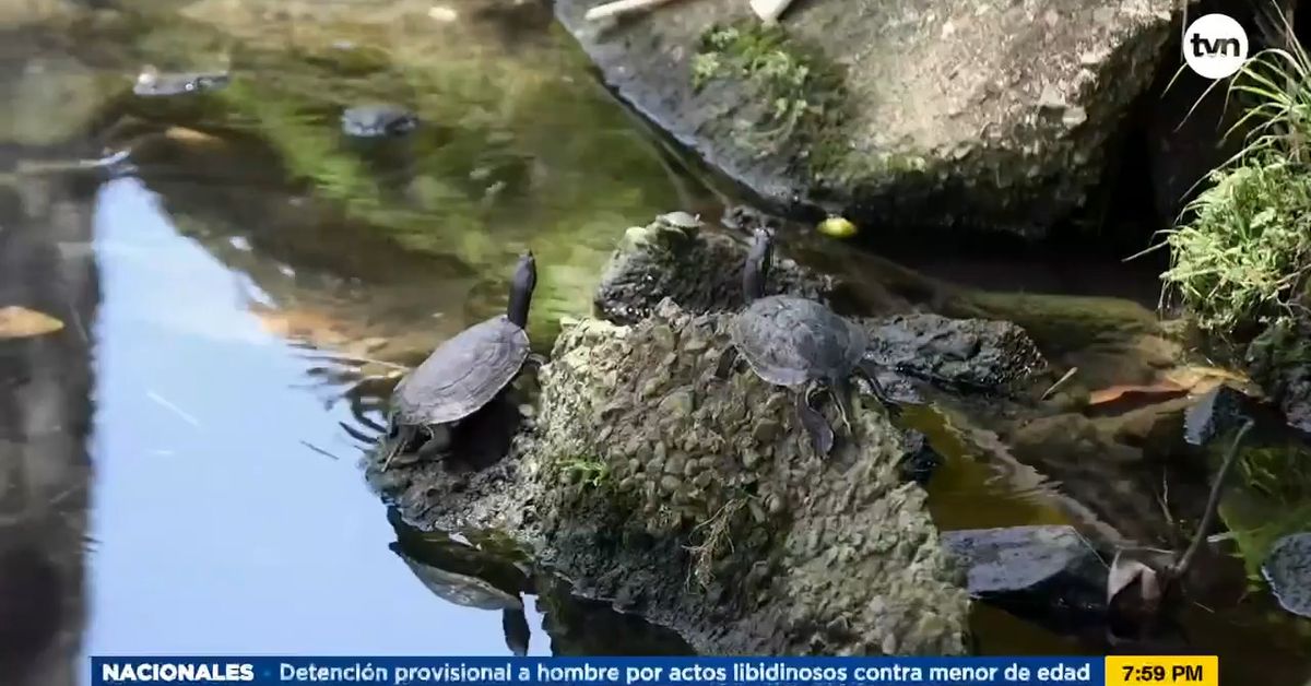 Vídeo | Mundo Verde: Tortugas semiacuáticas - Mundo Verde | Tvn Panamá