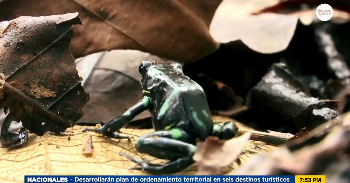 Videos de Noticias | TVN Panamá