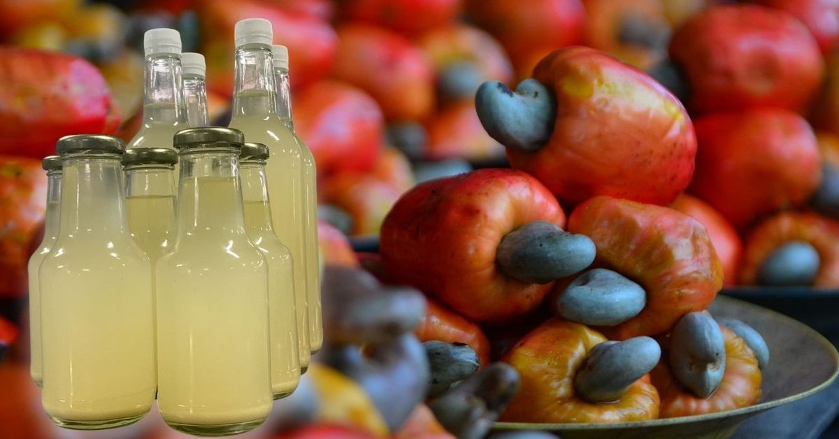 Técnicos del MIDA reinventan el marañón con una nueva bebida destilada ...