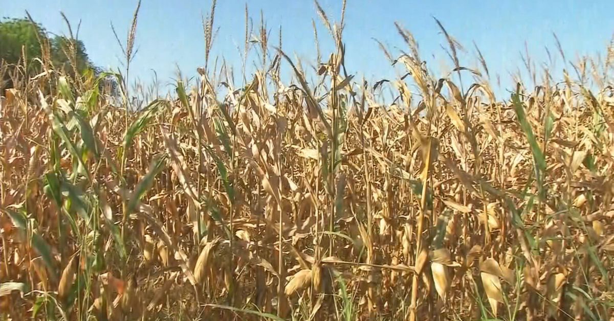 MIDA siembra maíz resistente a la sequía en Colón - Nacionales | Tvn Panamá