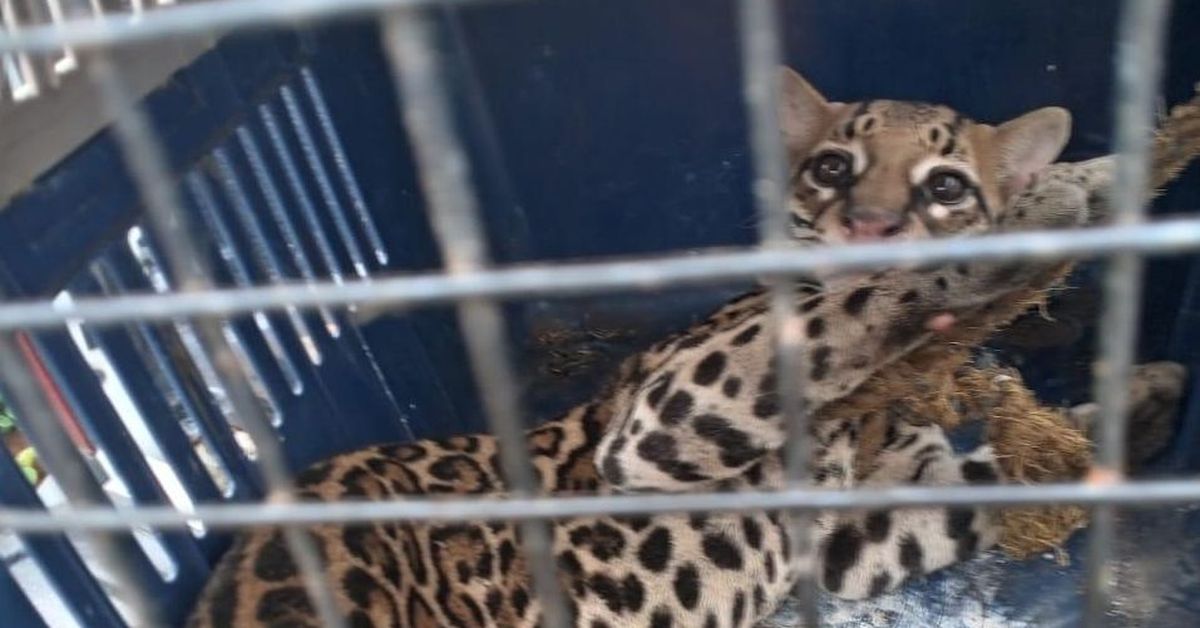 Rescatan un ocelote en Altos de los Lagos en Colón y alertan sobre ...