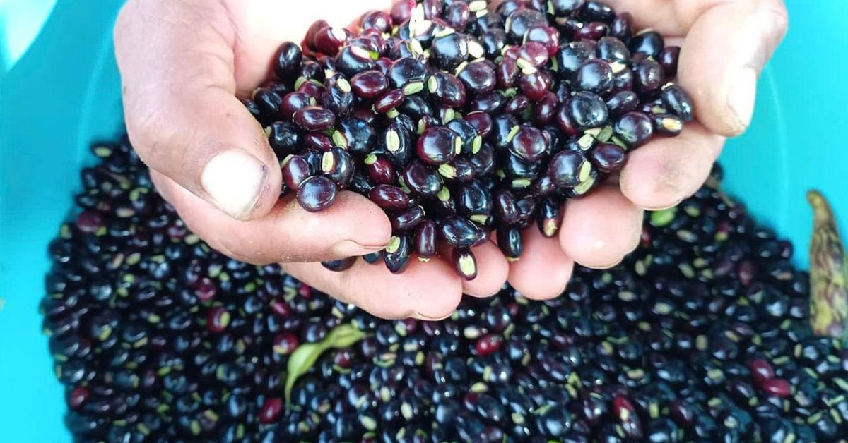 El guandú se ha convertido en un lujo navideño debido al cambio ...