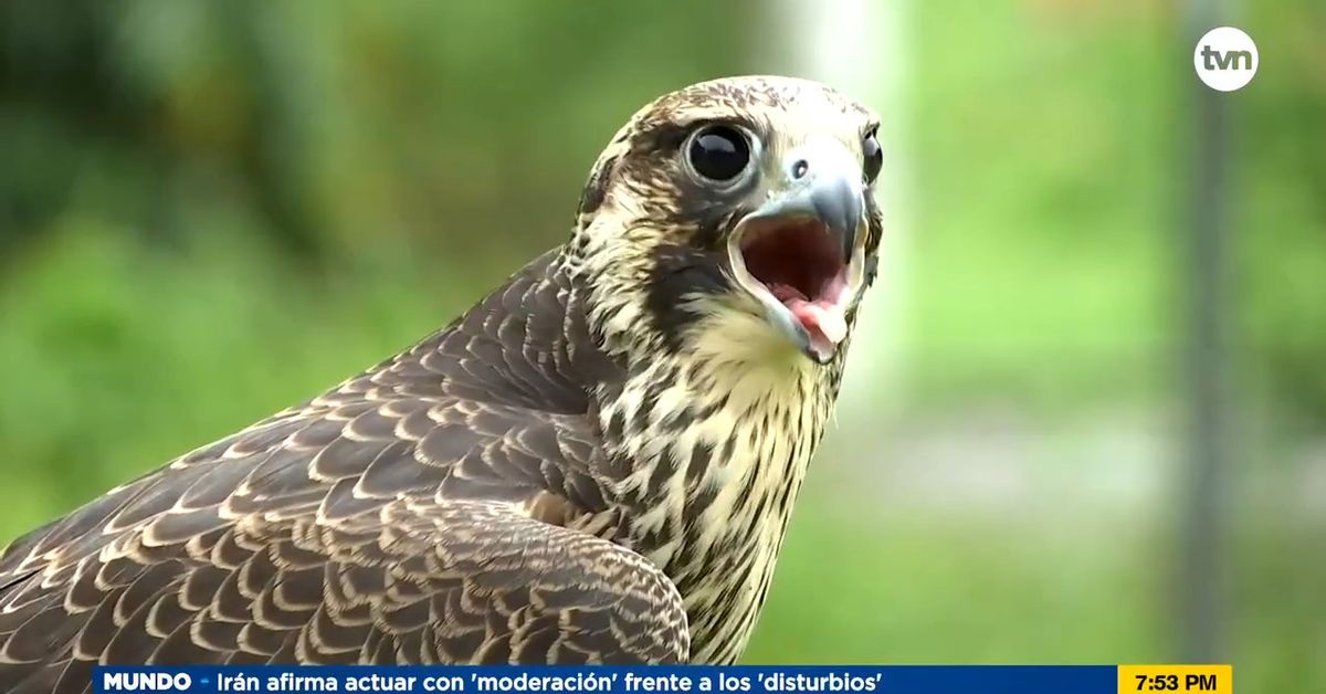 Videos de Noticias | TVN Panamá