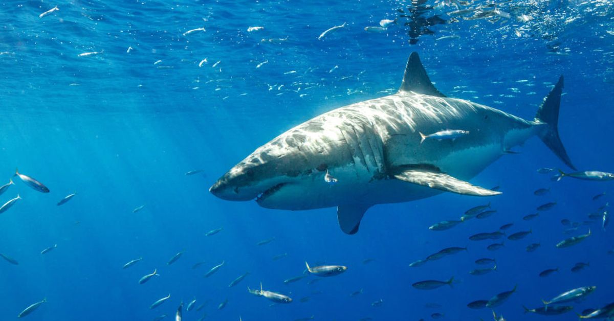 Descubren dos nuevas especies de un tipo raro de tiburón - Fauna | Tvn ...