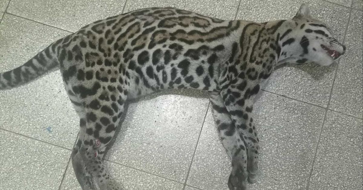 Animales silvestres: Ocelote en estado delicado tras ser atropellado en ...