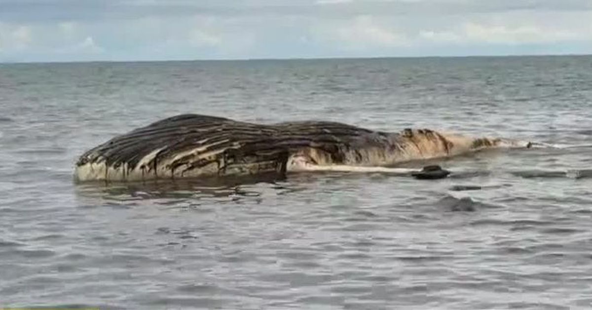 Ballenas en Panamá: Reportan ballena muerta en playa El Estero en Los ...