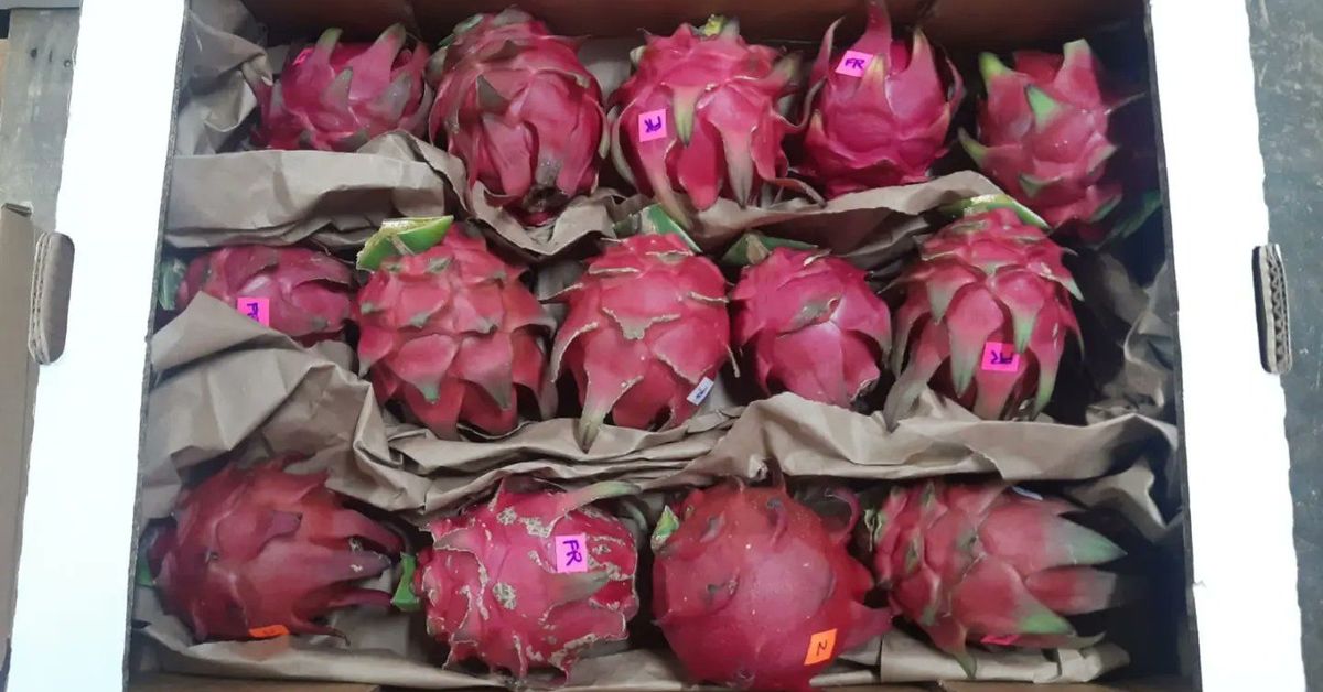 Producción en Panamá: Frutas producidas en Panamá serán mostradas en ...