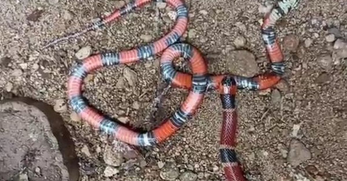 Animales: Serpientes en Panamá: Cuáles son venenosas y qué dicen los ...