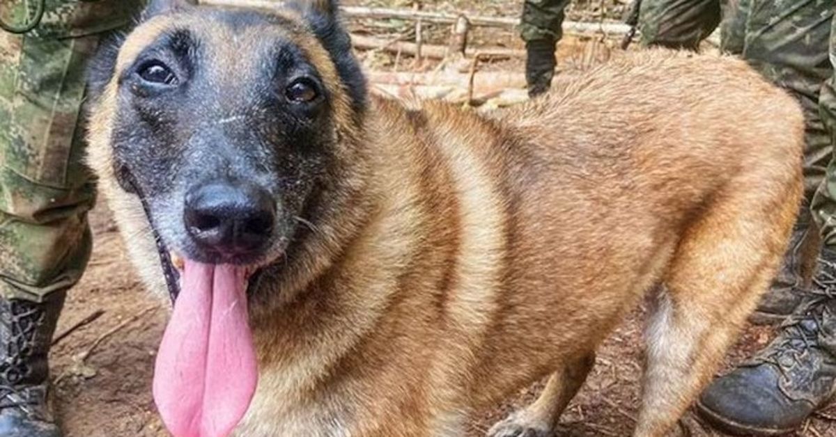 Wilson perro militar: ¿Cómo se extravió Wilson? El perro militar que ...
