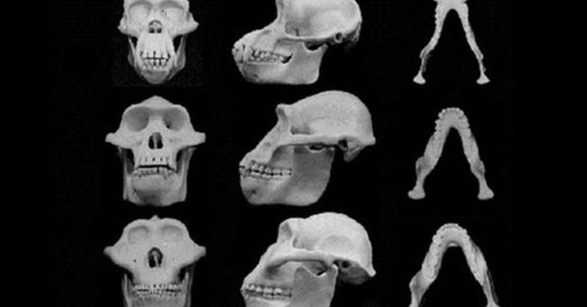Surge Nueva Teoría En La Evolución Del Rostro Humano Mundo Tvn Panamá