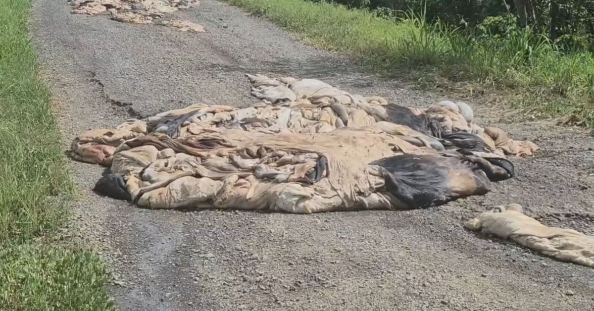 Investigan hallazgo de una gran cantidad de cuero vacuno en una ...