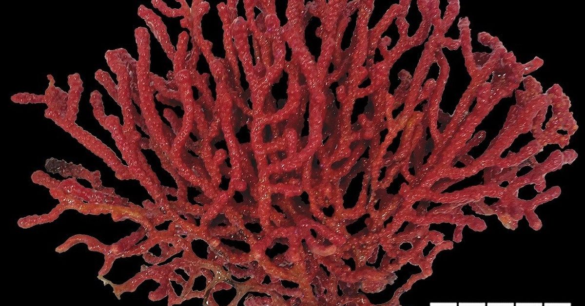 Smithsonian descubre tres nuevas especies de octocoral en Panamá y ...