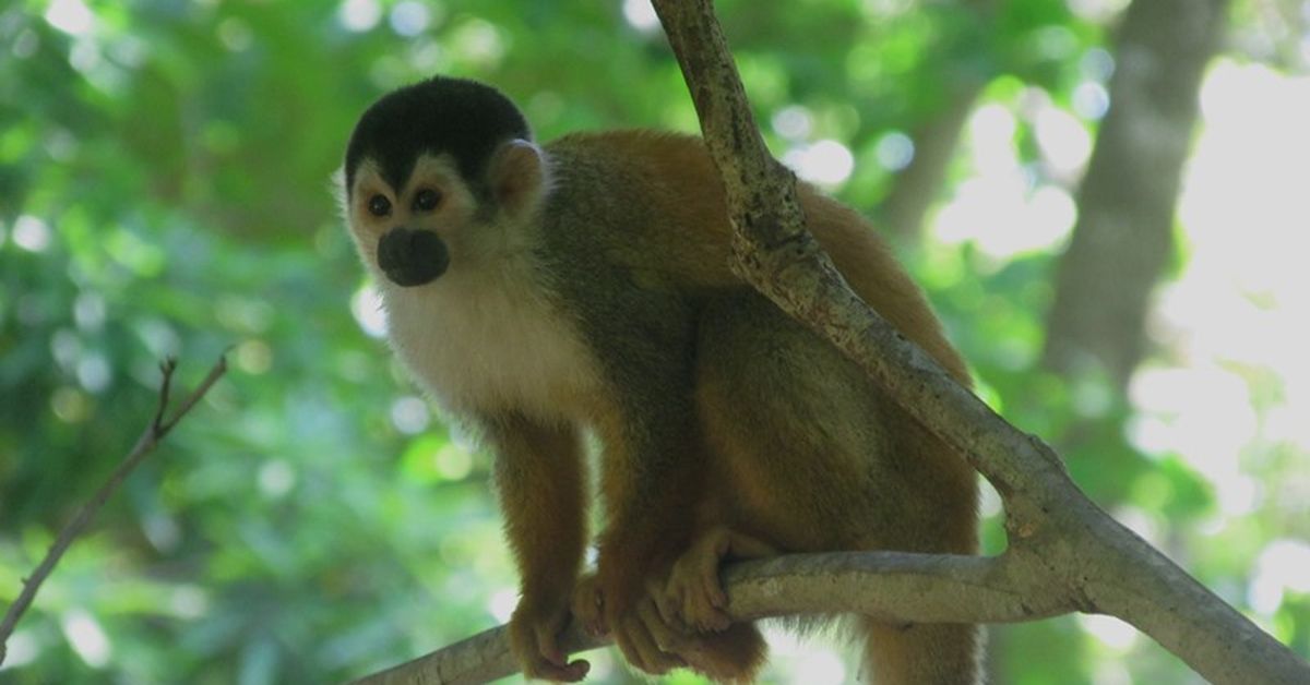 Fauna: MiAmbiente reiteró no tener monos en cautiverio - Nacionales ...