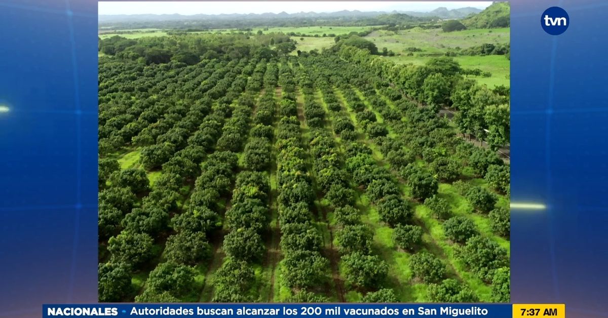 Bosques en Panamá: Panamá cuenta con nuevos bosques secundarios ...
