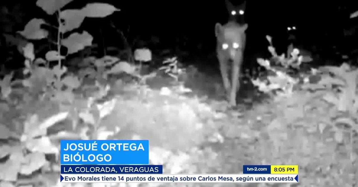 Vídeo | Conociendo al coyote panameño - Mundo Verde | Tvn Panamá