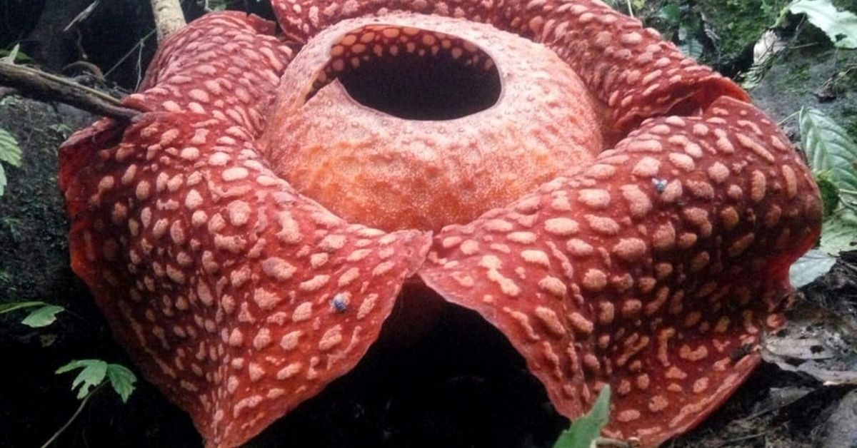 Cuidado | Advierten que la flor más grande y apestosa del mundo está al ...
