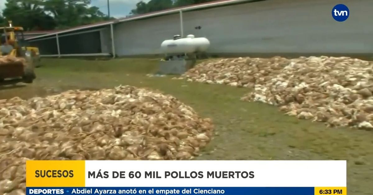 Apagón deja más de 60 mil pollos muertos en Panamá Oeste - Provincias ...