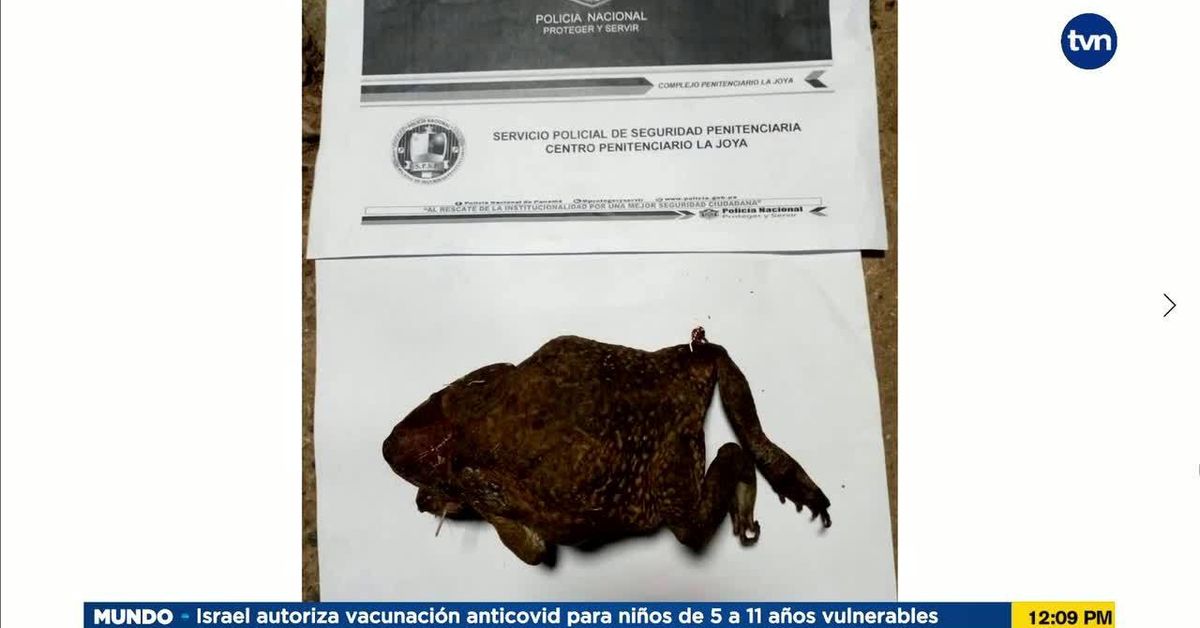 Sapo en La Joya: Lanzan un sapo con sustancias ilícitas a Centro ...