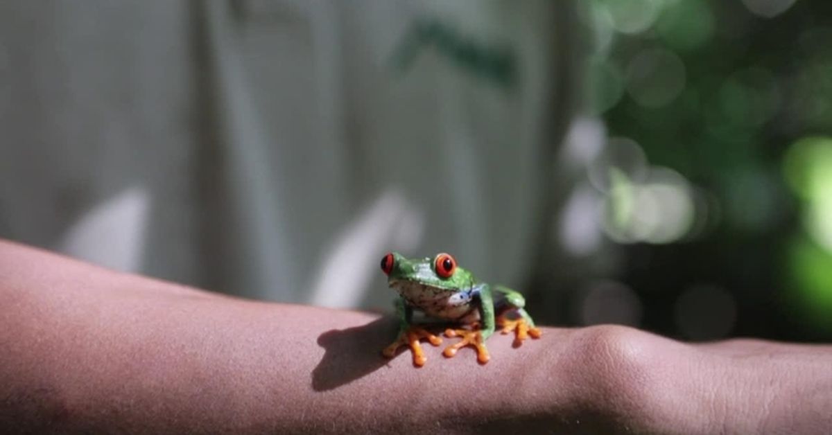 Videos de Noticias | TVN Panamá