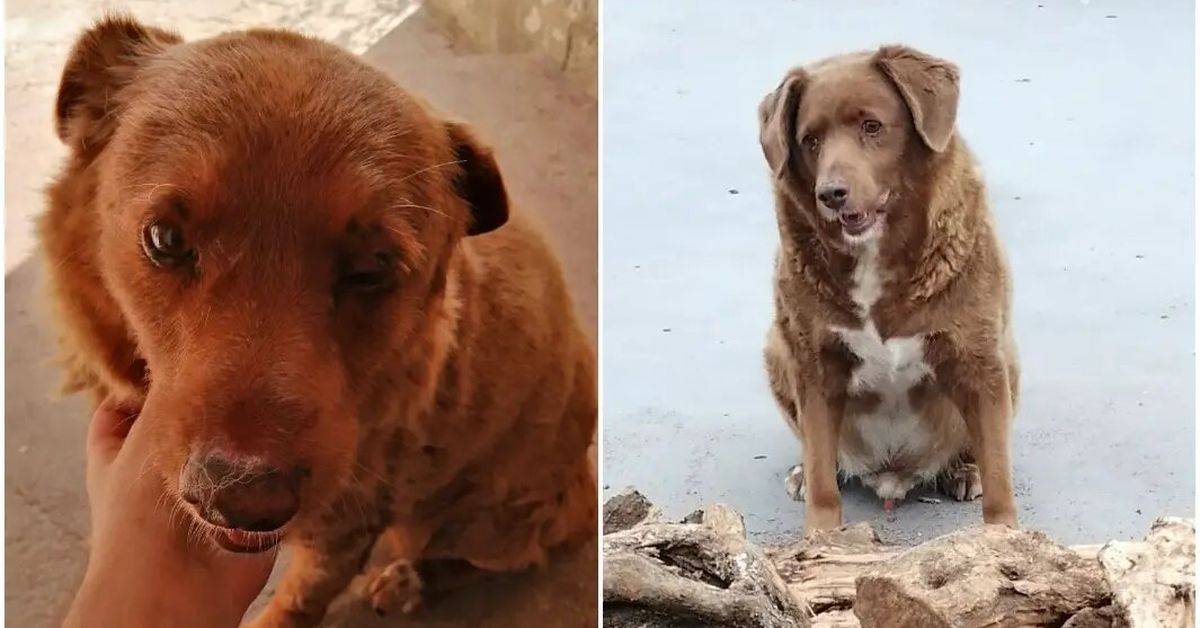 Récord Guinnes: El perro más viejo: La fascinante historia de Bobi, el ...