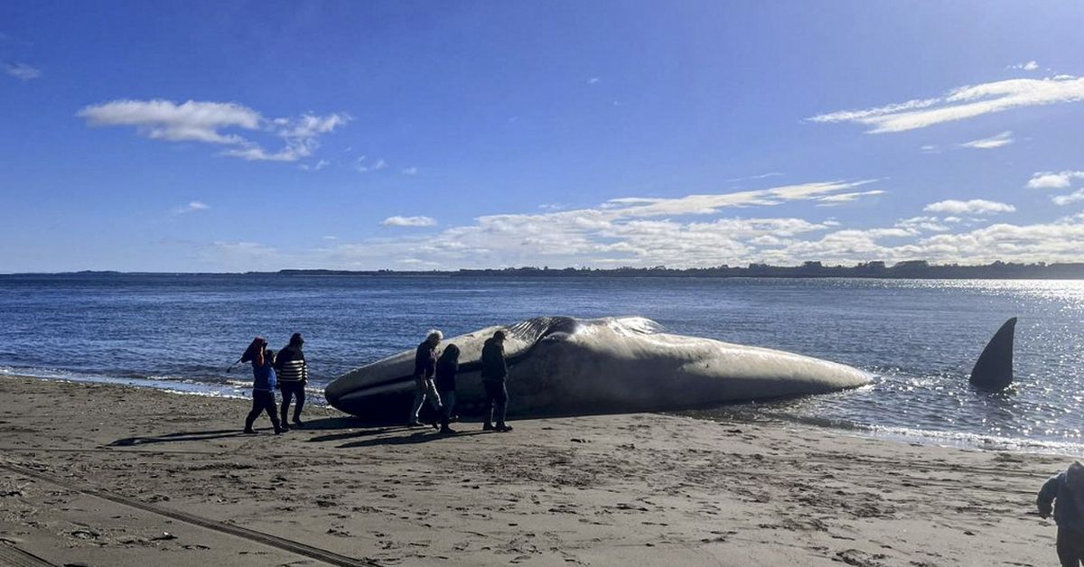 Encuentran enorme ballena azul muerta en una playa del sur de Chile ...