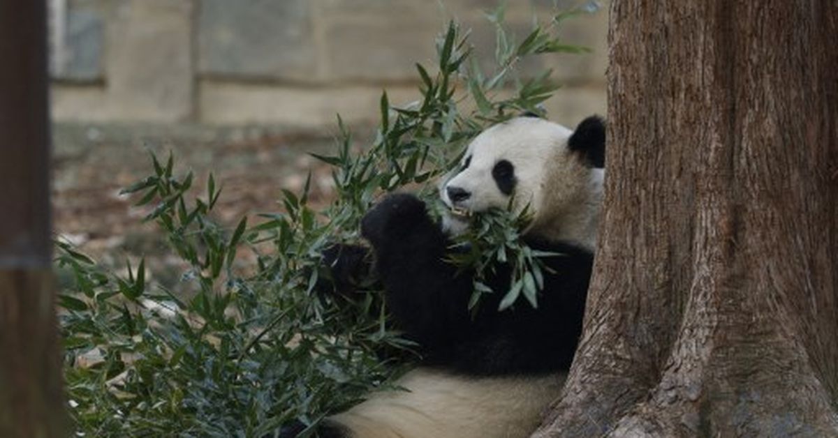 Los nuevos pandas de zoo en EEUU demandan cosecha continua de bambú ...