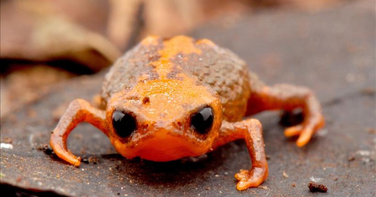 Descubren en Brasil una nueva especie de sapo que mide sólo un ...